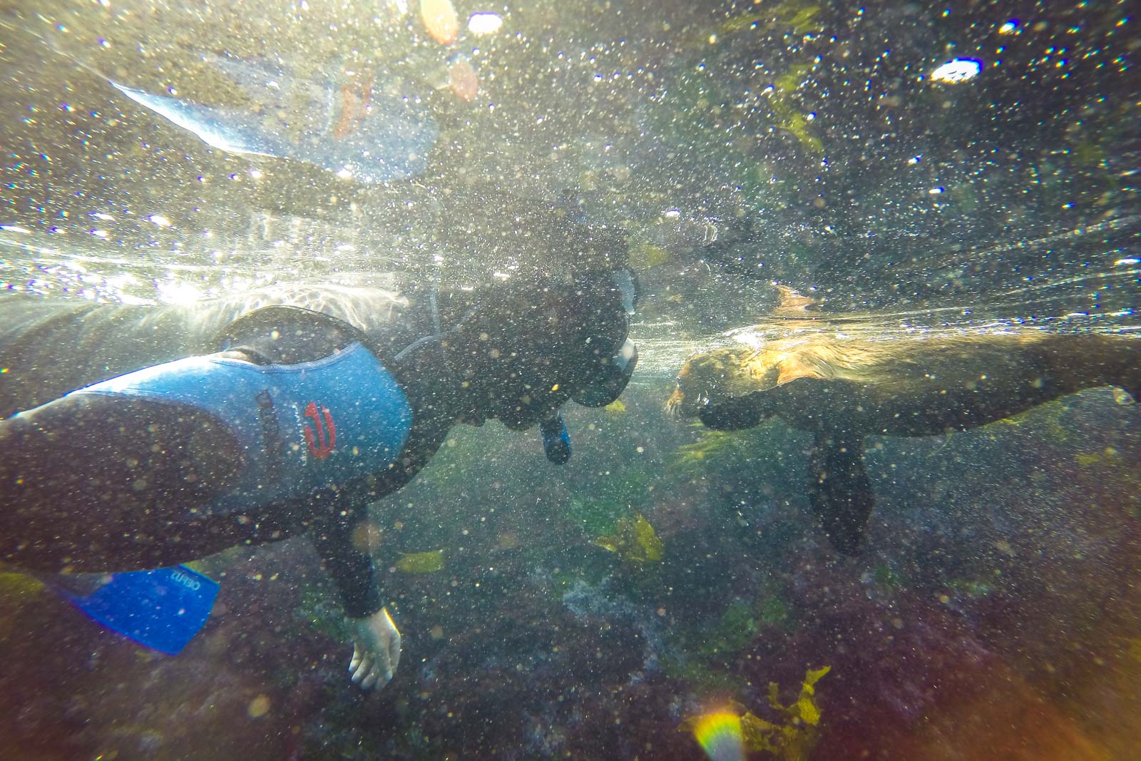 How to swim with seals in Narooma (2023)