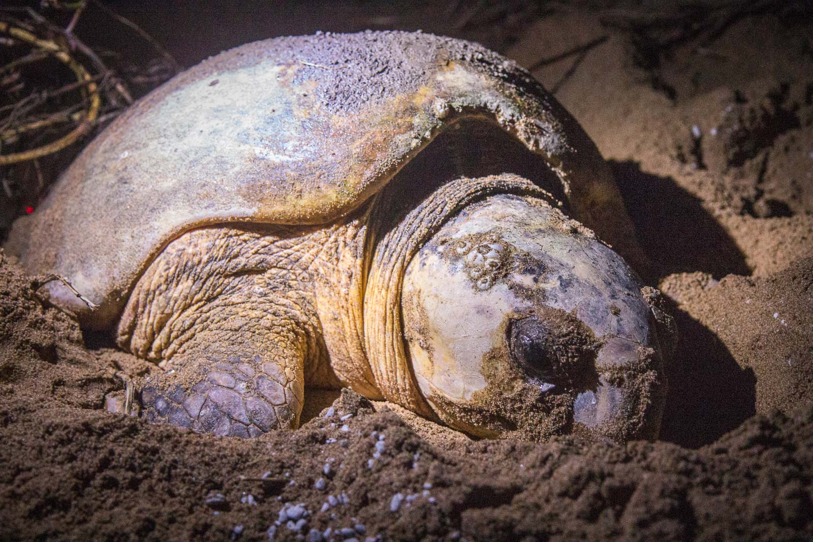 How to visit the Mon Repos Turtle Centre in 2024